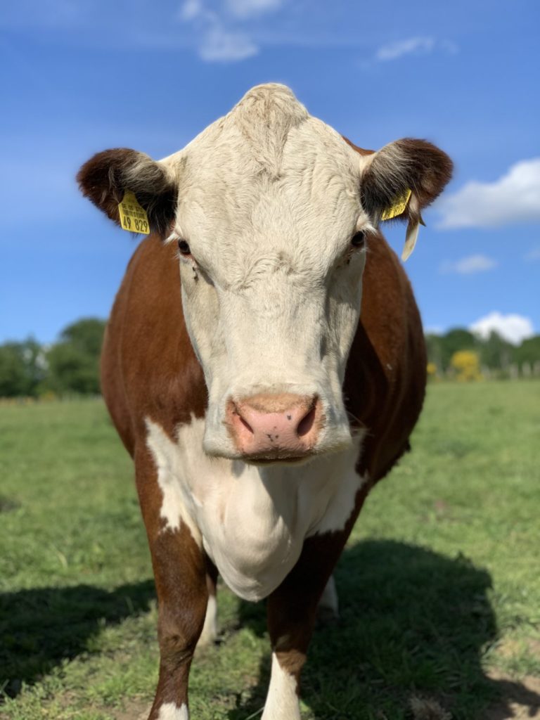 Hereforder - Hereford Rinder Schumacher